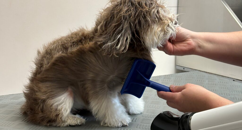 Hundefriseur/-in bzw. Heimtierpfleger/-in im Salon - Wir fürs Tier